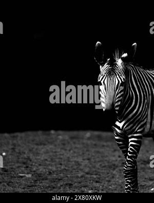 Portrait of a Hartmanns mountain zebra (equus hartmannae) grazing in a ...