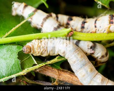 macro close upf of a silkworm (Bombyx mori - domestic silk moth) eating ...