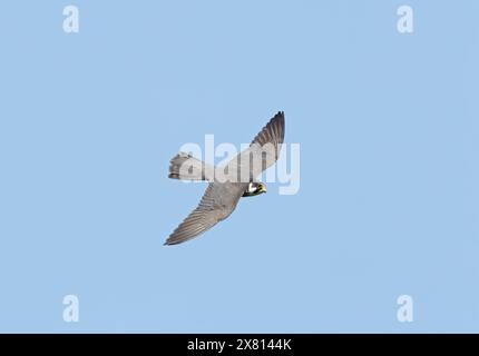 Eurasian hobby in flight Stock Photo - Alamy