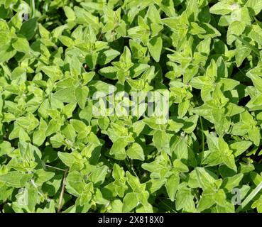 Oregano (Origanum vulgare) Plantae Stock Photo - Alamy