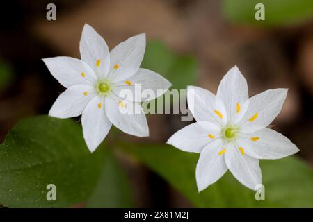 Arctic Starflower (Lysimachia europaea Stock Photo - Alamy