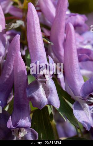 Flowering fumewort (Corydalis solida), family Papaveraceae and a flying ...
