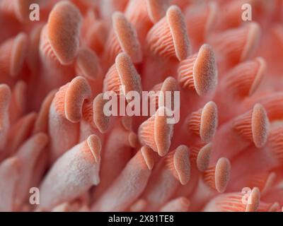 A macro studio photo of small pink oyster mushrooms in their early ...