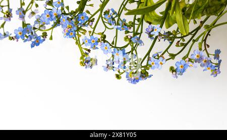 Spring is coming - bunch of forget-me-nots over white background Stock ...