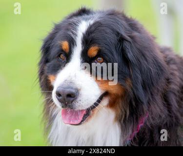 The Bernese Mountain Dog is a large dog breed from Bern, Switzerland ...