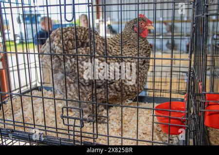 Bandon Agricultural Show, Castlebernard, Bandon, May 2024 Stock Photo ...