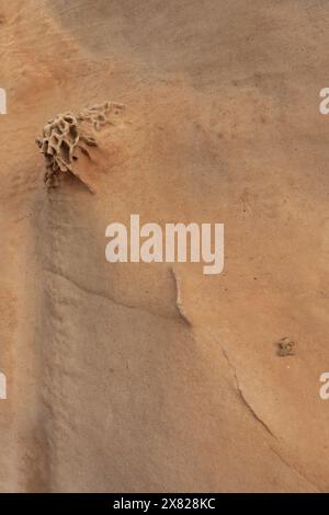 Close-up of a sandstone formation featuring prominent honeycomb ...