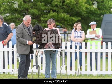 Judging Dog Show Stock Photo - Alamy