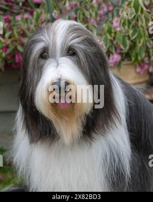 sitting Bearded Collie Stock Photo - Alamy