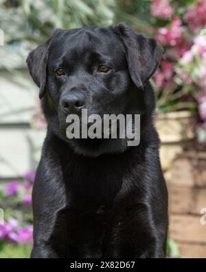 Head and shoulders of a glossy Black Labrador Retriever (Canis ...