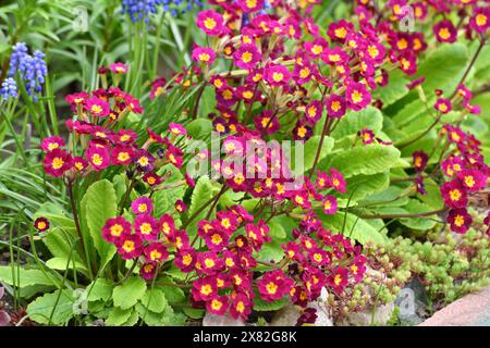 Primula vulgaris - early spring flower, primrose Stock Photo - Alamy