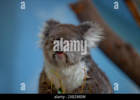 grumpy looking koala Stock Photo - Alamy
