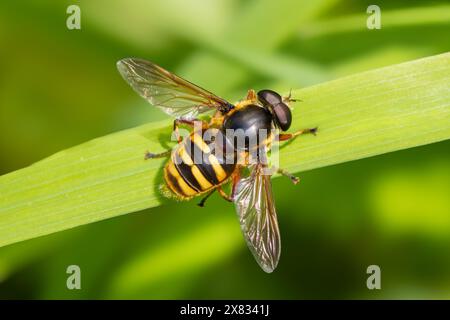 Yellow-barred Peat Hoverfly (Sericomyia silentis), female in flight ...