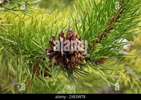 Lodgepole Pine, Pinus contorta, needles and open cones on Mount ...