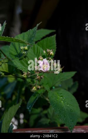blackberry bush blossoms, blackberries, blackberry bush, blossoming ...