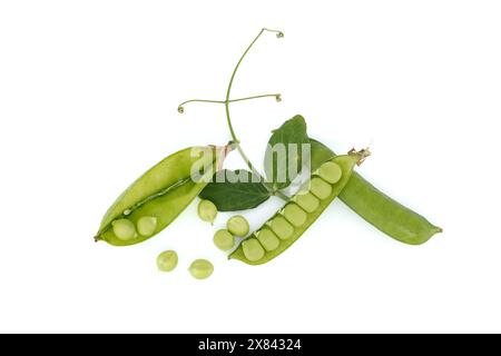 The pea pod is partially surrounded by a large green leaf with a ...