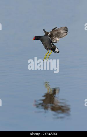 Moorhen (Gallinula chloropus) flying in silhouette Whitlingham CP ...