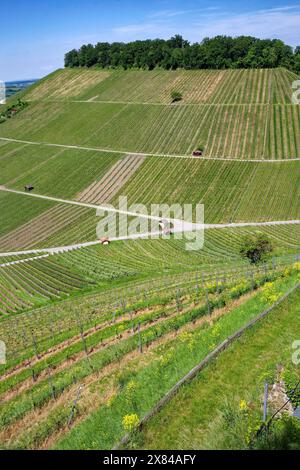 Vineyards at the Weibertreu castle ruins, Weinsberg, Neckargemuend ...
