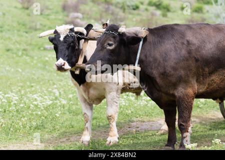 Pair of bulls in a wooden yoke. Close-up Stock Photo - Alamy
