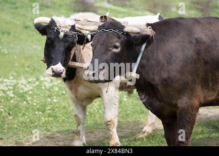 Pair of bulls in a wooden yoke. It is located on a white surface. Close ...