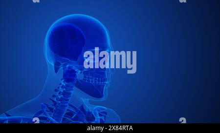Human Body Muscular System Jaw Muscles Stock Photo - Alamy