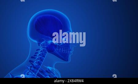 Human Body Muscular System Jaw Muscles Stock Photo - Alamy