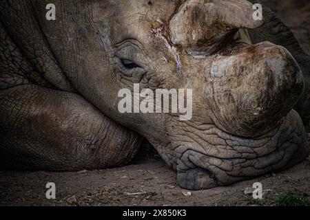 Macro texture of the skin of a rhino Stock Photo - Alamy