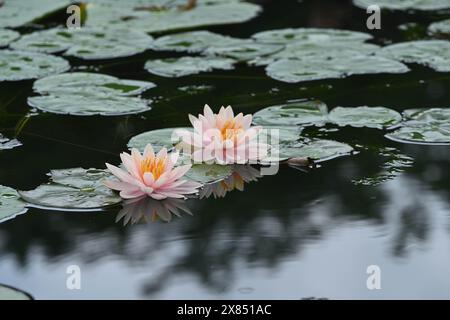 Nanning, China. 23rd May, 2024. The photo is showing water lilies in ...