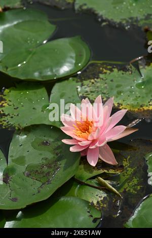 Nanning, China. 23rd May, 2024. The photo is showing water lilies in ...