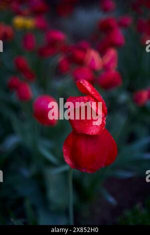 Colorful tulips covered in raindrop at sunrise with Experimental Farm ...