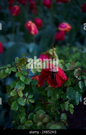 Colorful tulips covered in raindrop at sunrise with Experimental Farm ...