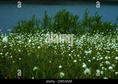 Wet tundra with horsetail and Cotton grass (Eriophorum sp.) Kola ...