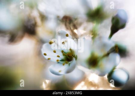 Blooming blackthorn (Prunus spinosa) thornbush (wait-a-minute). Forest ...