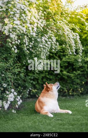 Red Shiba inu dog under Spirea bush in the garden at spring Stock Photo ...