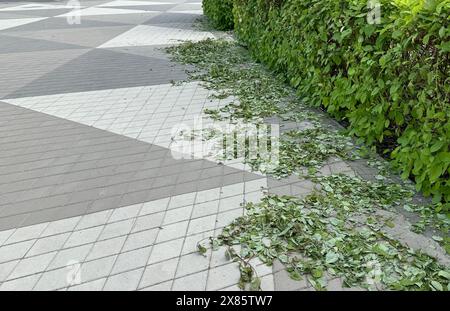a trimmed hedge with leaves left in a circle on the pavement Stock ...