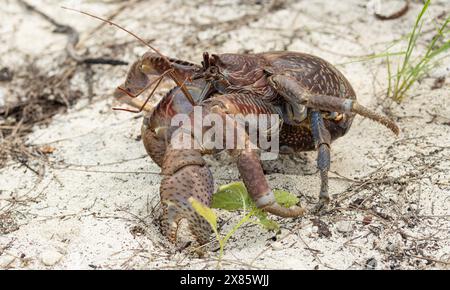 The Coconut or Robber Crab is the largest member of the hermit Crab ...