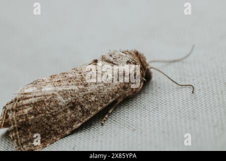 side view of a dying brown moth on a white cloth Stock Photo - Alamy