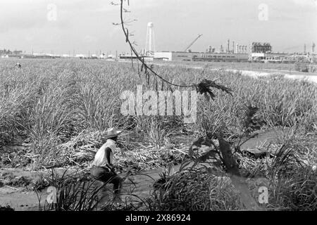Eine Chemiefabrik in Puerto Rico, 1966. A chemical plant in Puerto Rico ...