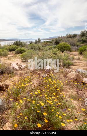 Intimate Sonoran wildflower landscape along highway 77 (Globe to Tucson ...
