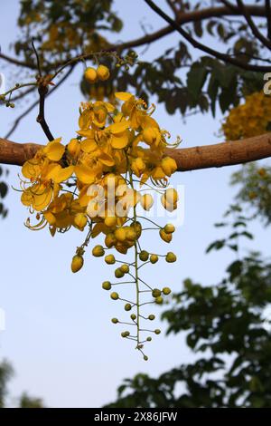 Indian Cassia fistula flowers Stock Photo - Alamy