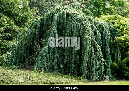 A Blue Atlas Cedar conifer (Cedrus atlantica) 'Glauca pendula' forming ...
