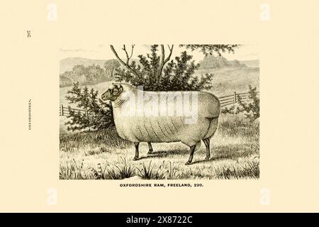 Sheep illustration. Vintage Ink drawing on a beige background. Circa ...
