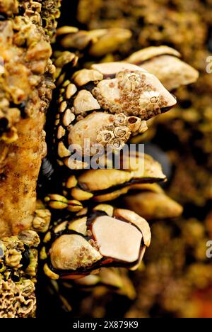 Barnacle (Pollicipes pollicipes) in the estuary of Vigo, Pontevedra ...