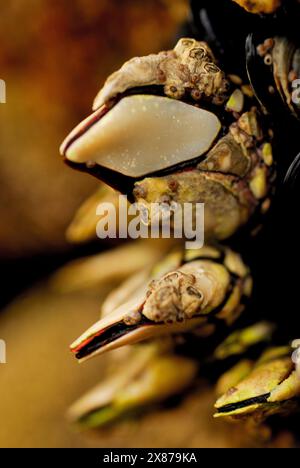 Barnacle (Pollicipes pollicipes) in the estuary of Vigo, Pontevedra ...