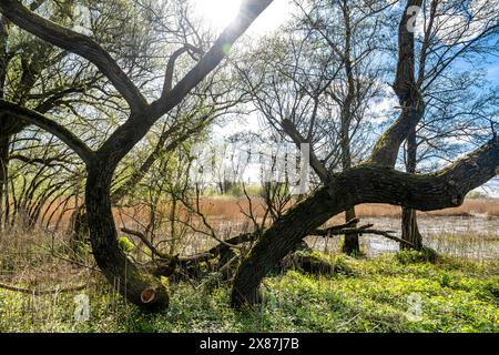 Bent tree by the shore of a river on a foggy day in winter Stock Photo ...