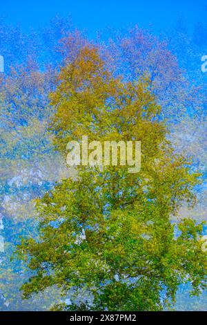 Deciduous tree, multiple exposure Stock Photo - Alamy