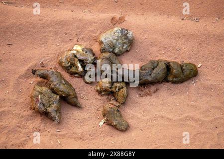 Bengal tiger droppings (Panthera tigris tigris). Photographed at the ...