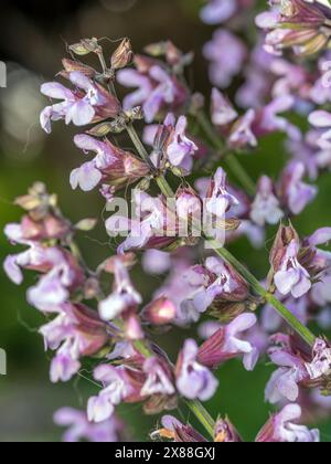 A closeup shot of blooming Common sage flowers Stock Photo - Alamy