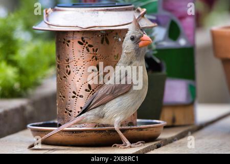 Gorgeous colors and markings of a female northern cardinal Stock Photo ...