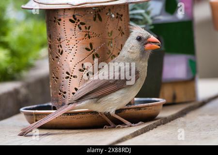 Gorgeous colors and markings of a female northern cardinal Stock Photo ...